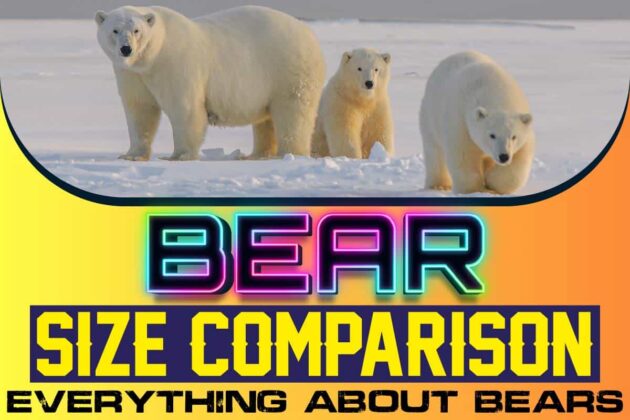 Bear Size Comparison; Everything About Bears - Johnny Holland