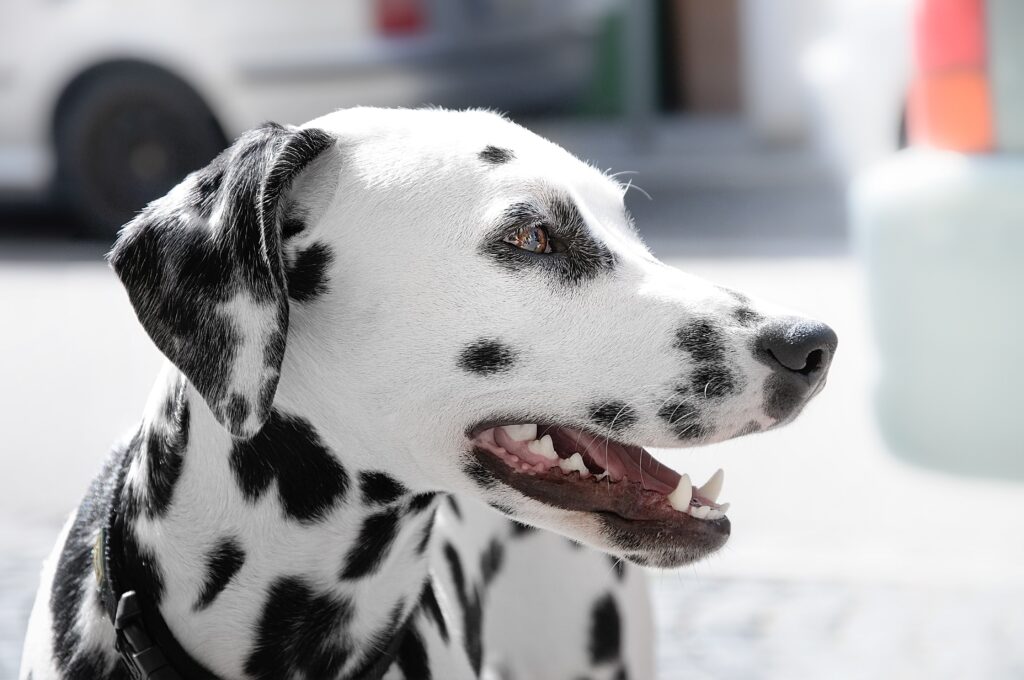 Why Are Dalmatians Fire Dogs? - Johnny Holland