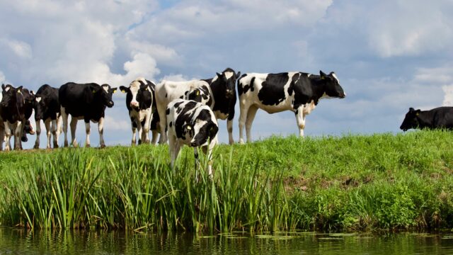 Why Do Cows Moo? Johnny Holland
