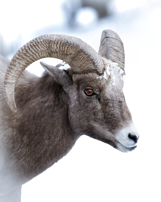 Why Do Rams Headbutt? Johnny Holland
