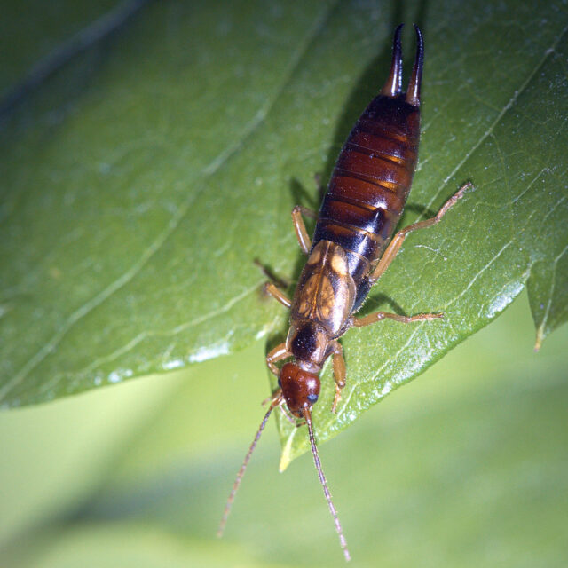 Why Are Earwigs Called Earwigs? Johnny Holland