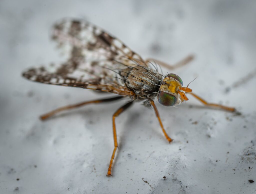 Why Do Flies Rub Their Hands Together? Johnny Holland