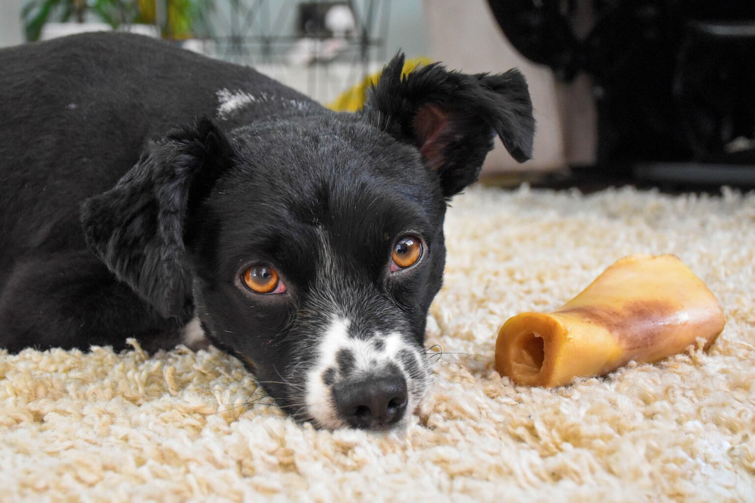 Why Do Dogs Like Bones? - Johnny Holland