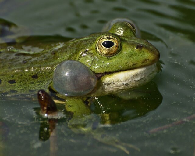 Why Do Frogs Croak? - Johnny Holland