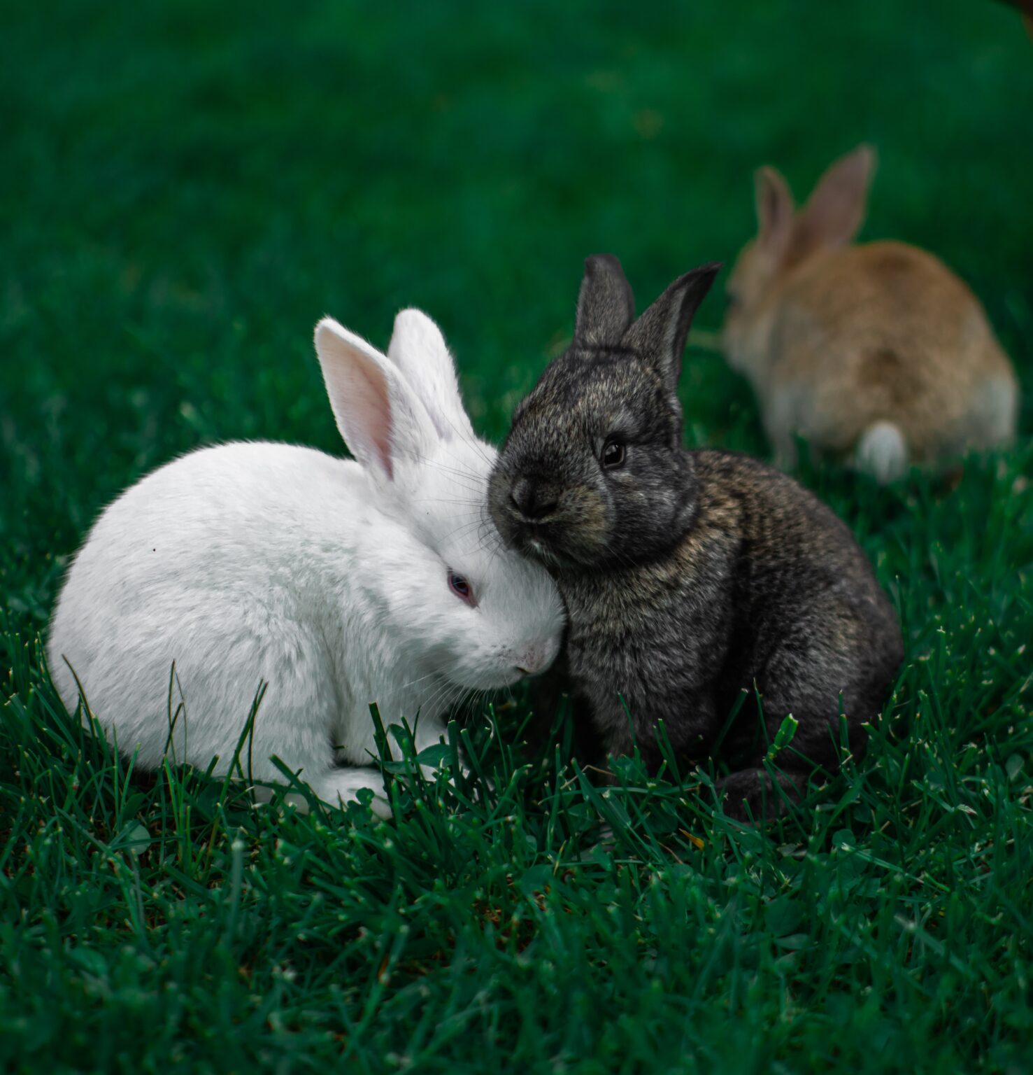 Infection of the Brain Tissues in Rabbits - Johnny Holland
