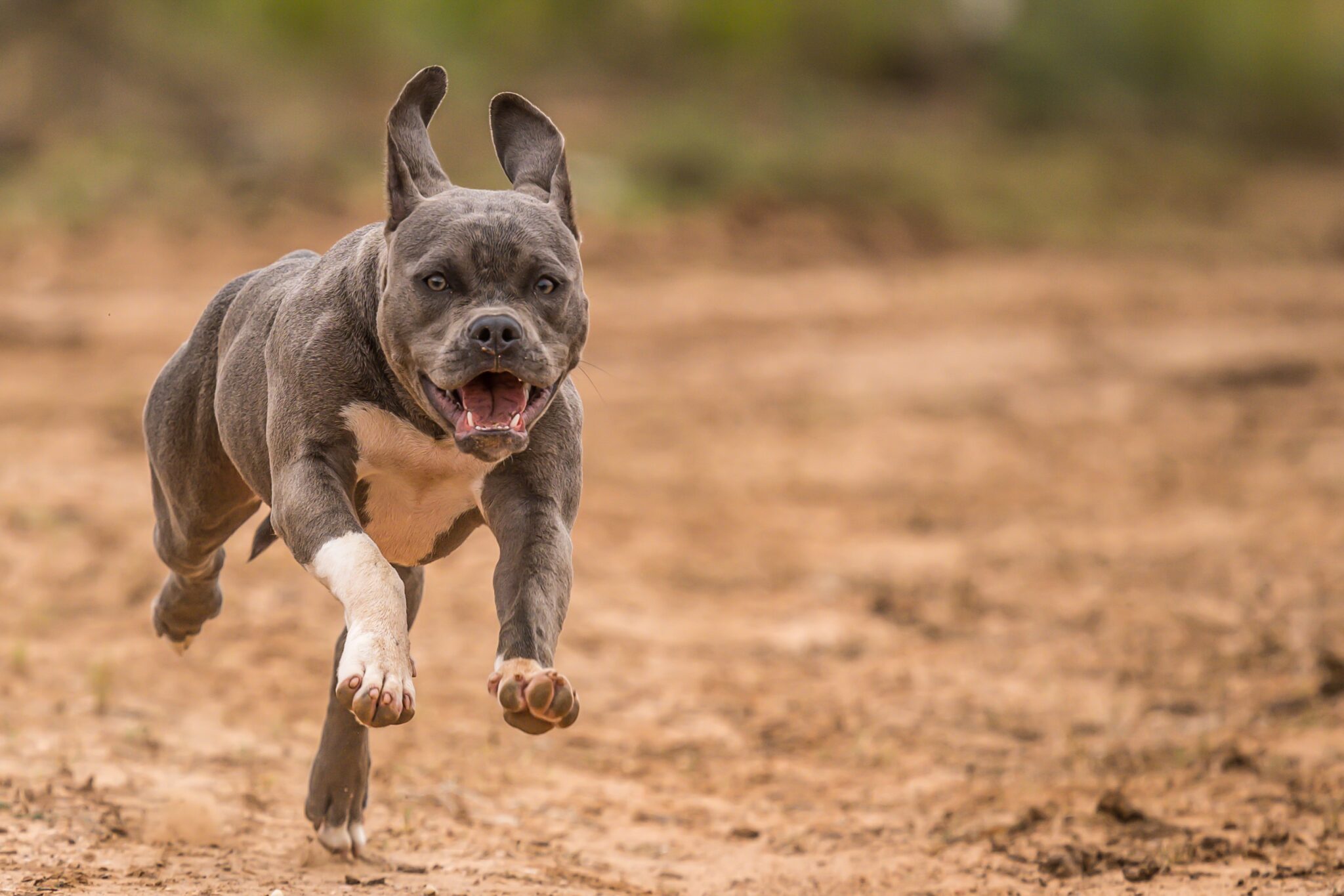 5 Types of Pit Bull Dog Breeds! - Johnny Holland