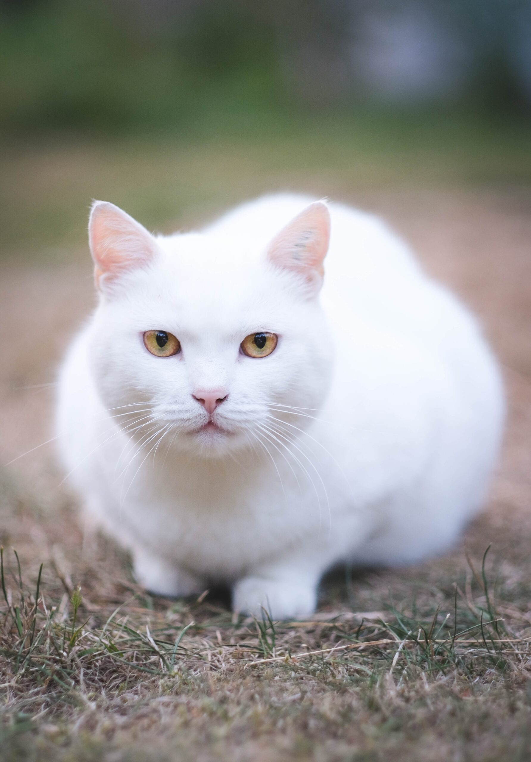 Fun Facts About White Cats! - Johnny Holland